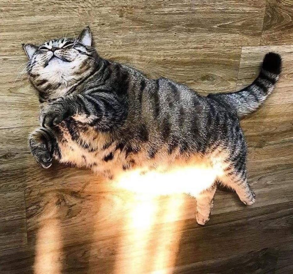 Sunbathing cat gets tossed into a Photoshop battle! (Gallery)