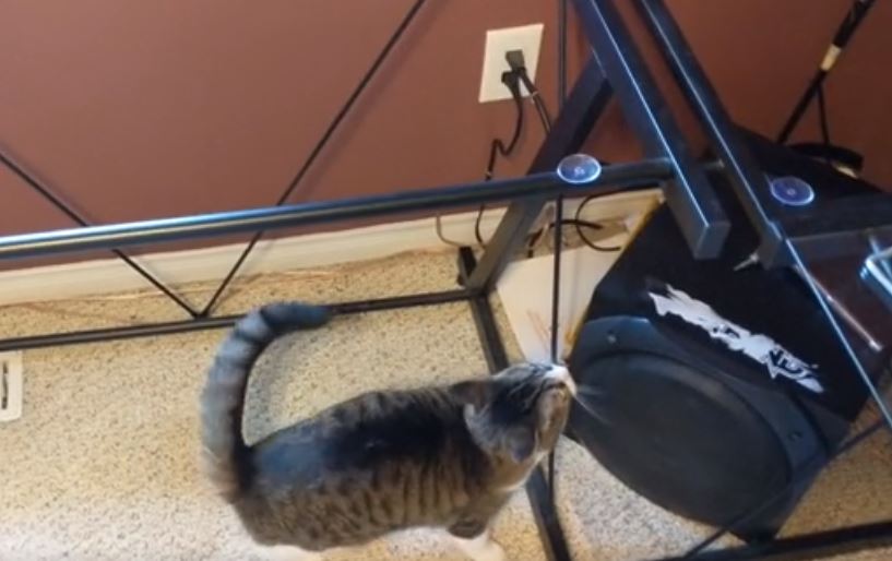 He removed the top of the desk so he could clean it... the cat did not ...