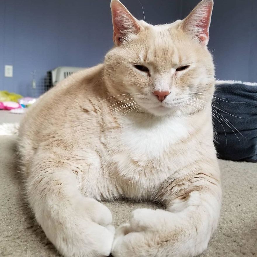 Couple falls in love and adopts 33 pound cat, dedicating their time to ...