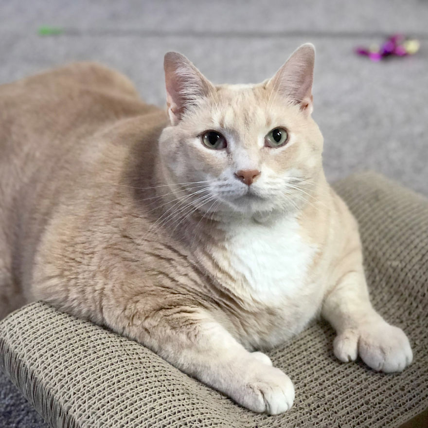 Couple falls in love and adopts 33 pound cat, dedicating their time to ...