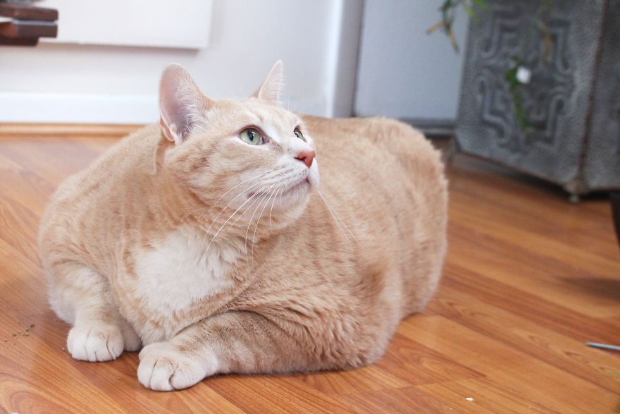 Couple falls in love and adopts 33 pound cat, dedicating their time to ...