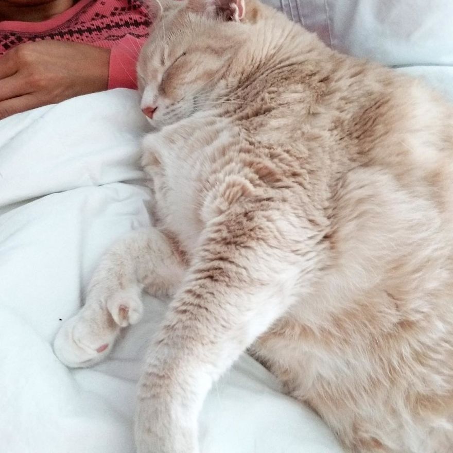 Couple falls in love and adopts 33 pound cat, dedicating their time to ...