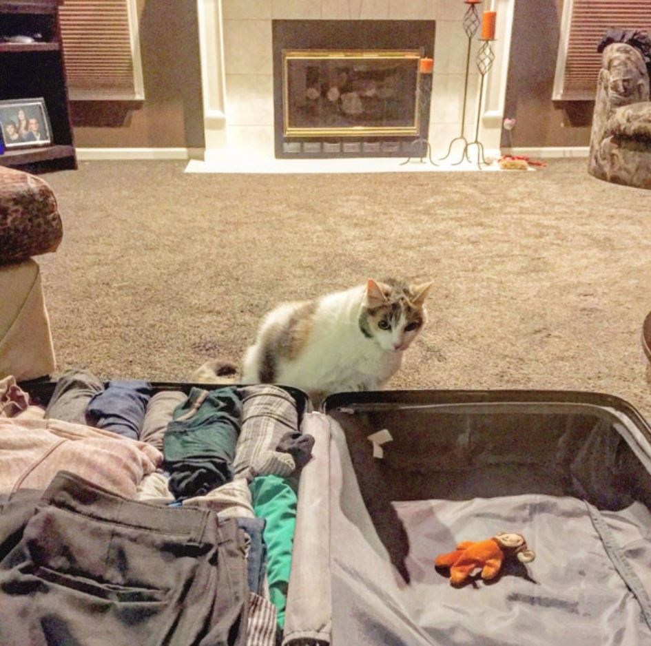 Before he left for vacation, his cat packed away her favorite toy just ...